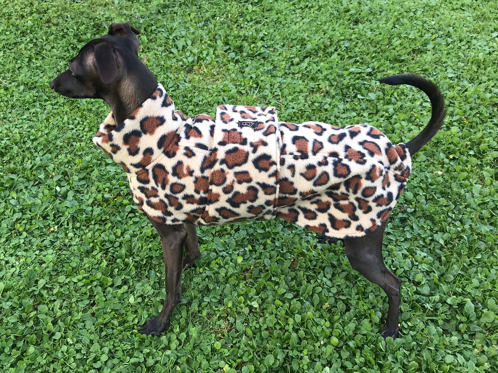 DOWNLOAD SEWING PATTERN / Italian Greyhound Coat - Single Size Xsmall ...