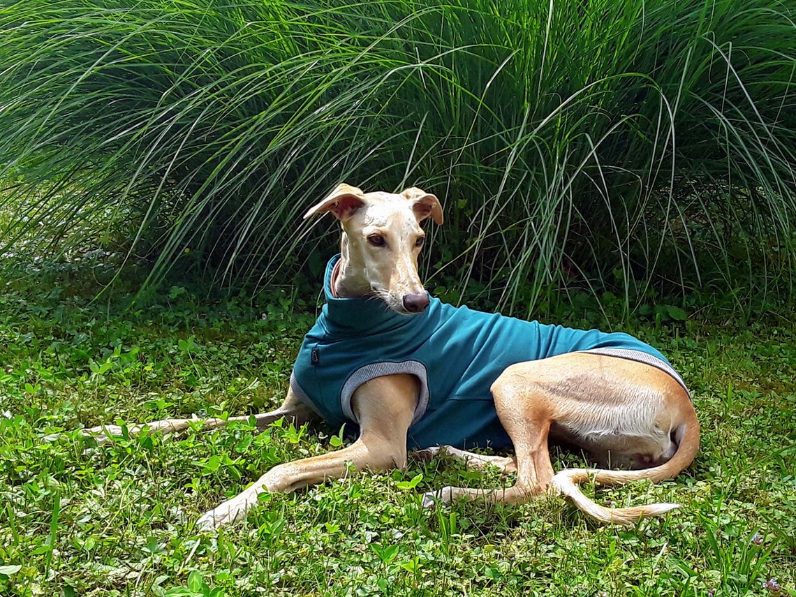 DOWNLOAD SEWING PATTERN / Greyhound Shirt - Single Size Large / Paper ...