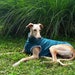 DOWNLOAD SEWING PATTERN / Greyhound Shirt - Single Size Large / Paper ...