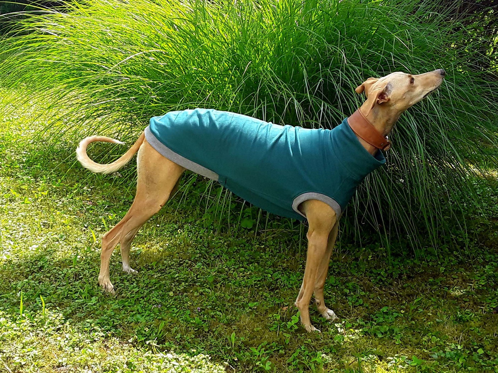 DOWNLOAD SEWING PATTERN / Greyhound Shirt - Sizes Medium and Large ...