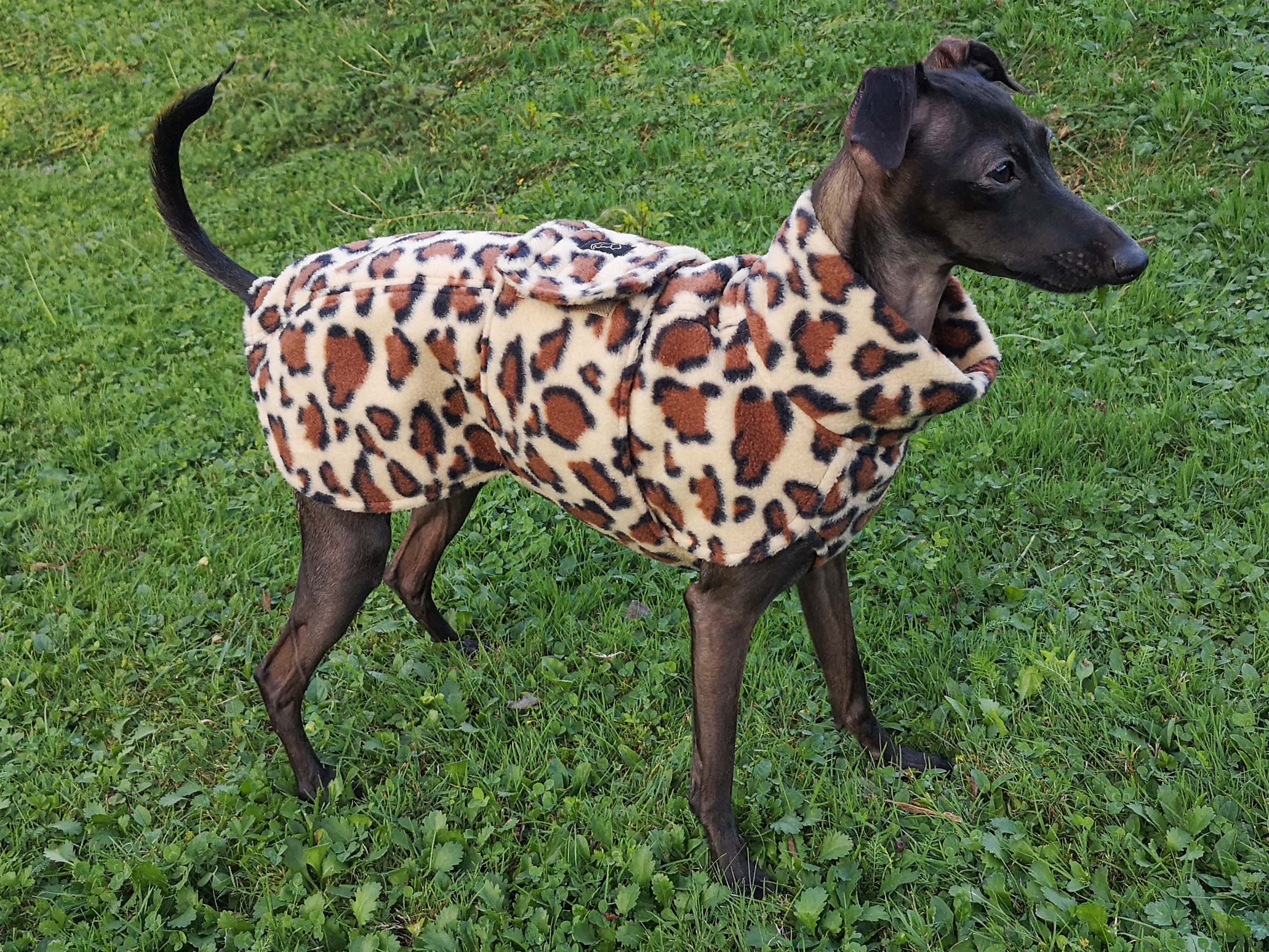 DOWNLOAD SEWING PATTERN / Italian Greyhound Coat - Single Size Xsmall ...