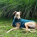 DOWNLOAD SEWING PATTERN / Greyhound Shirt - Sizes Medium and Large ...