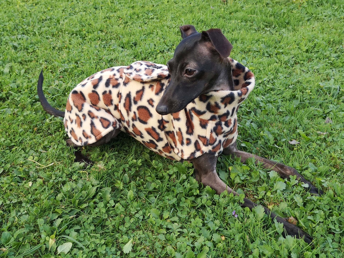 DOWNLOAD SEWING PATTERN / Italian Greyhound Coat - Single Size Xsmall ...