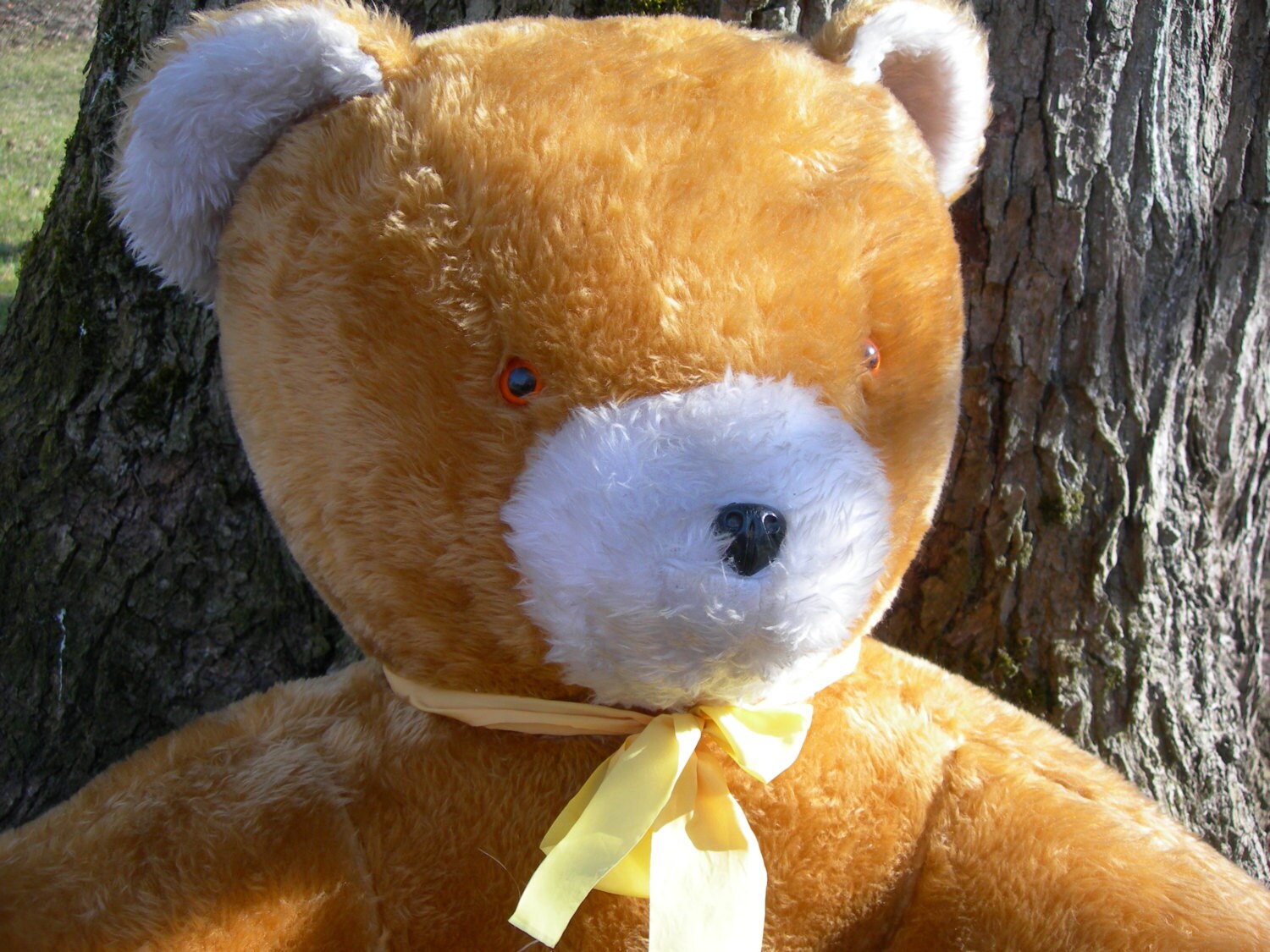 37 Huge Antique German Bear 1930s Light Golden Caramel - Etsy