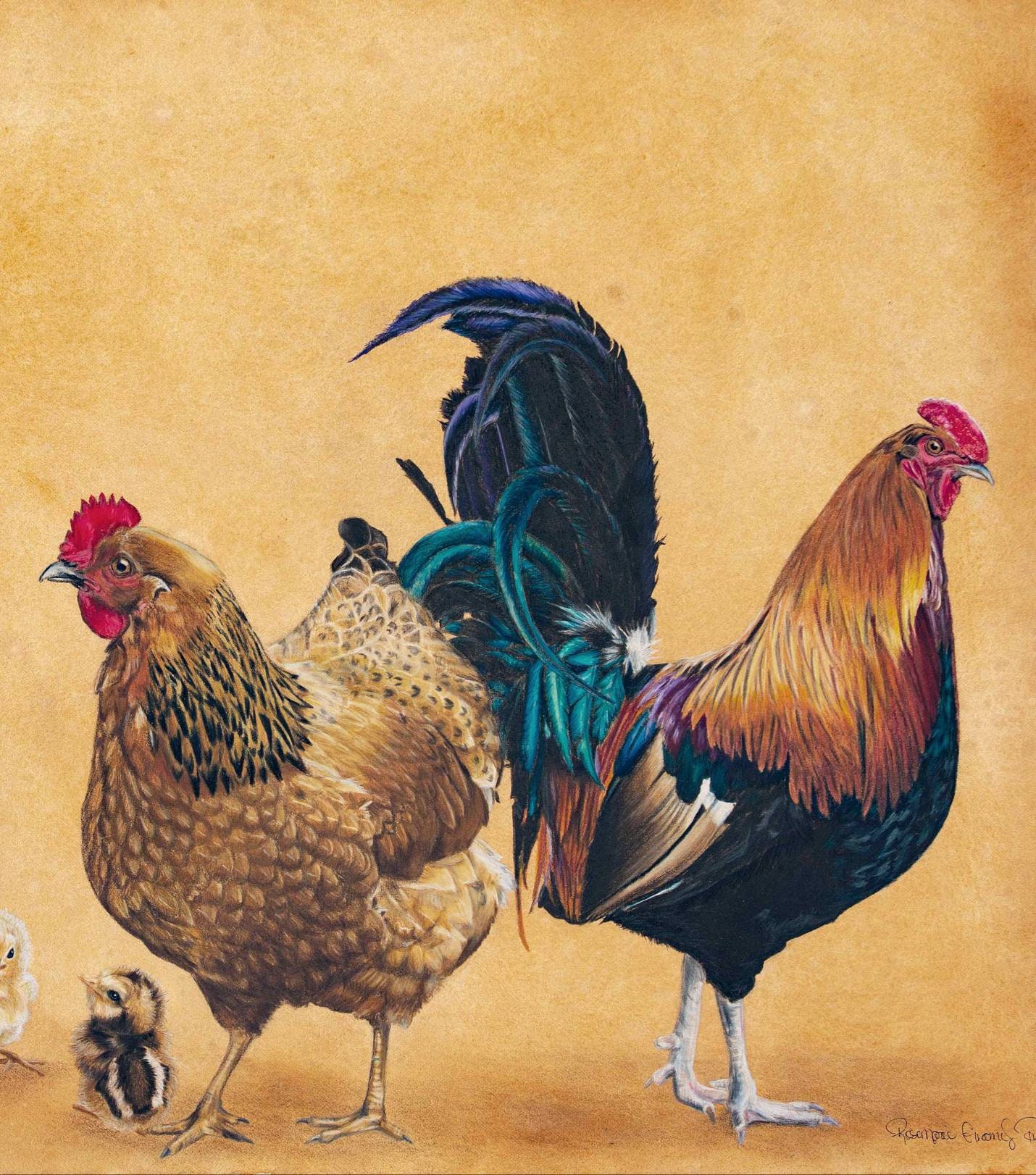 Chickens Limited Edition Art Print - Etsy
