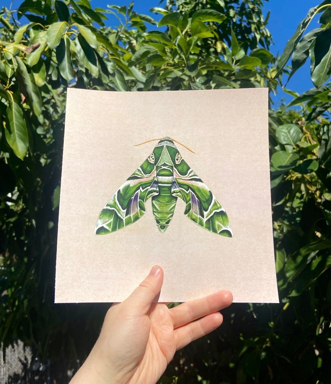 Oleander Hawk-moth Art Print - Etsy