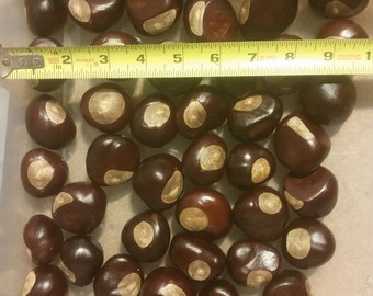 Buckeye nuts | Etsy