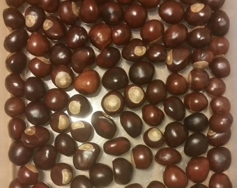 Buckeye nuts | Etsy