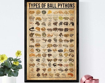 Ball Python Morphs Poster