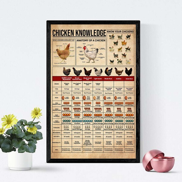 Chicken Anatomy Poster - Etsy