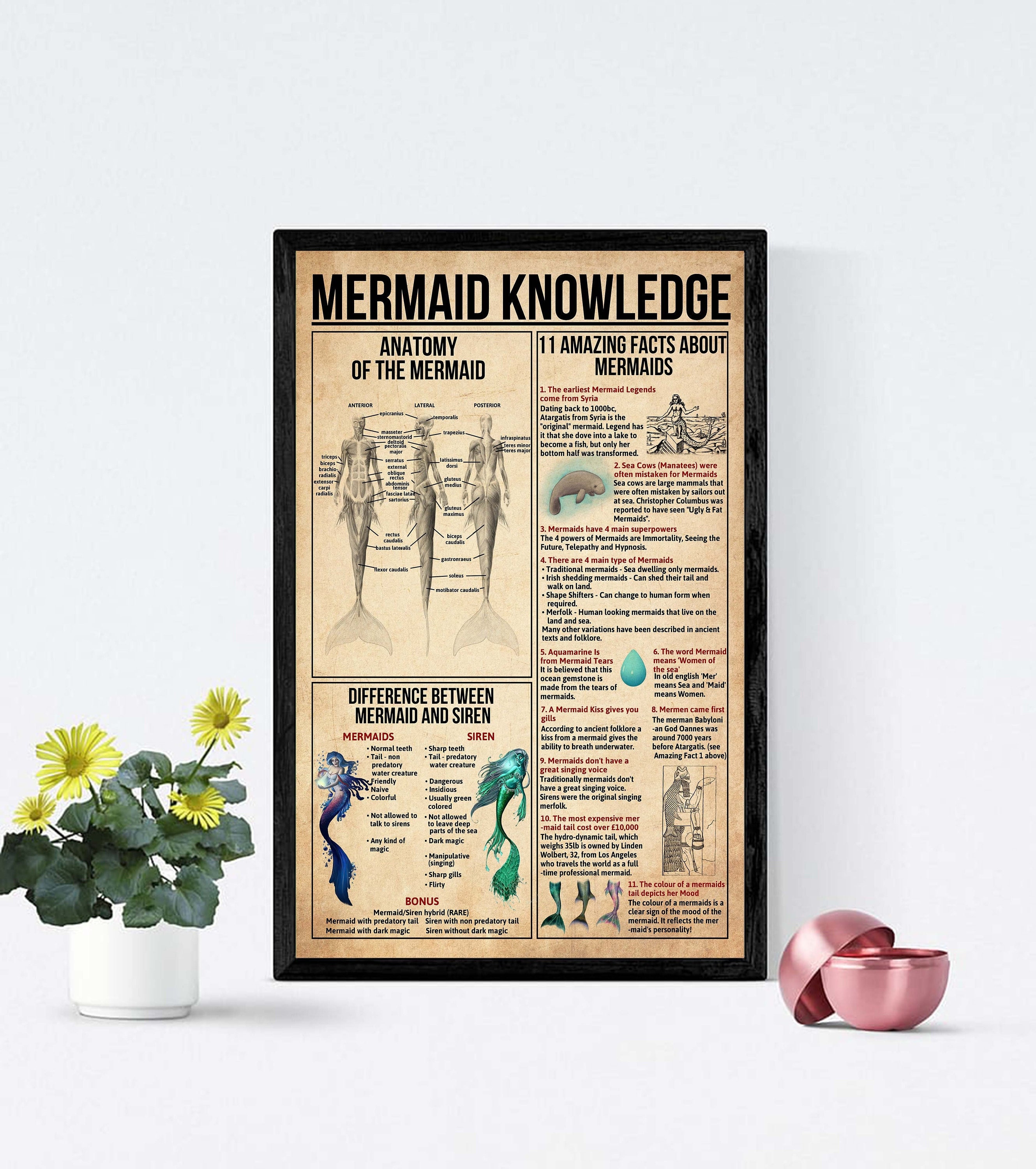 Mermaid Anatomy A Scientific Outlook