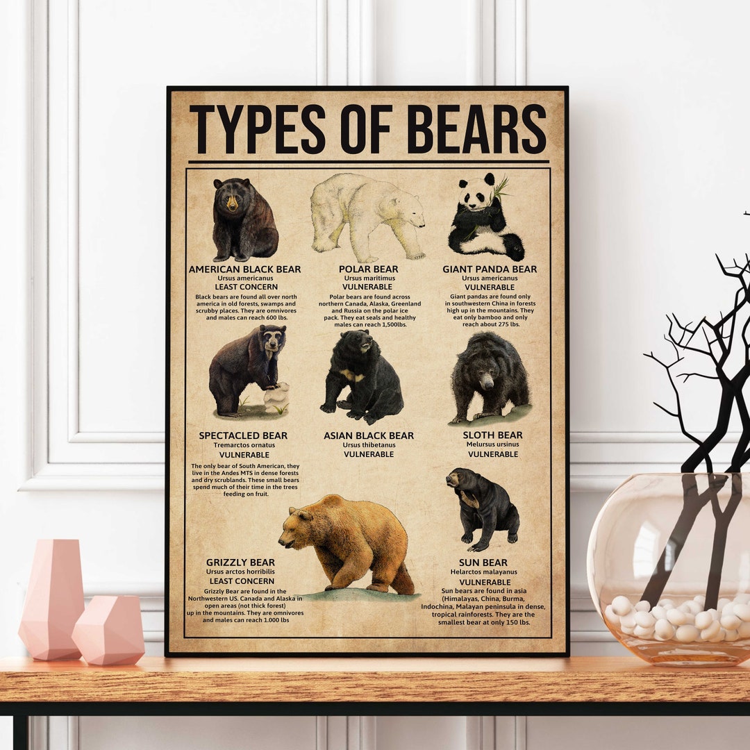 Vintage Types of Bear Art Print, Bear Knowledge Vintage Poster, Bear of ...