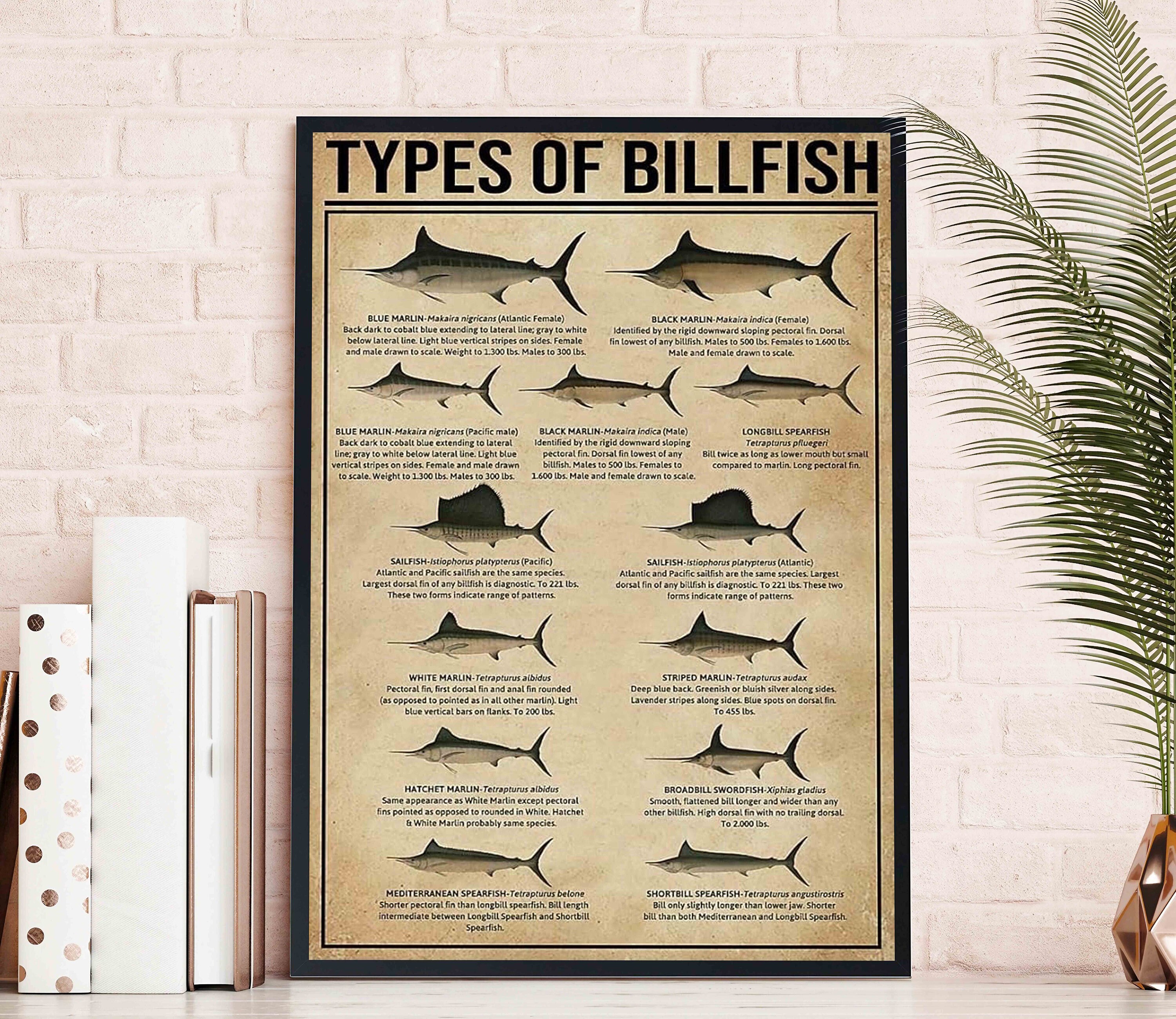 Vintage Fishing Wall Art, Types of Billfish Knowledge, Fishing Lovers ...