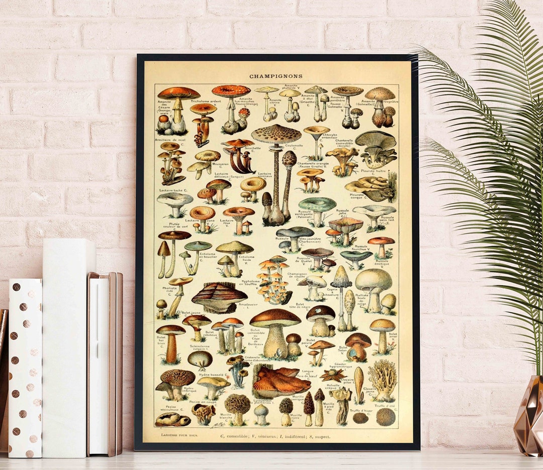 Mushrooms Chart by Millot Poster, Varieties of Mushrooms, Mushrooms ...