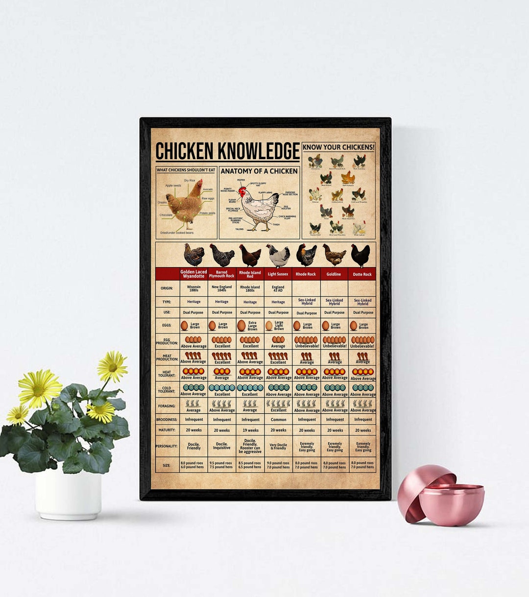 Chicken Knowledge Poster, Breeds of Chickens Knowledge, Anatomy of A ...