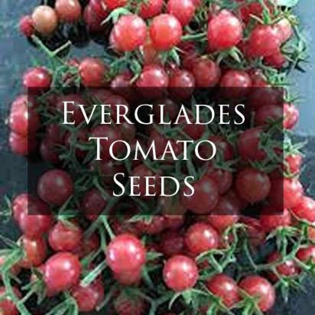 Heirloom Everglades Tomato Seeds (20 Seeds) 100% Organic - Etsy