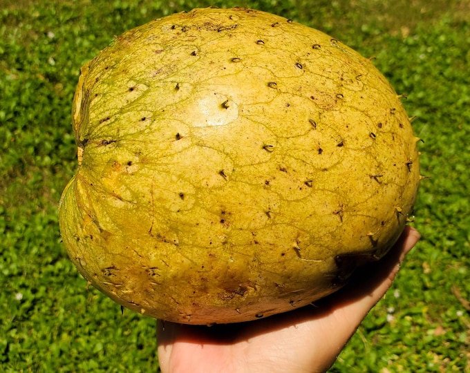 Fresh Jumbo Mountain Soursop Seeds (2024), (5, 10 or 30), Annona ...