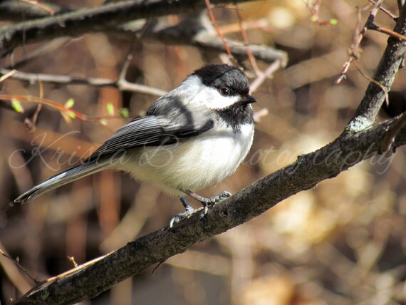 Digital Download Bird Photography Nature Photography | Etsy