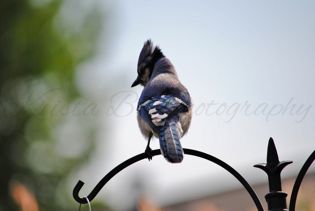 Digital Download, Bird Photography, Nature Photography, Print Art ...
