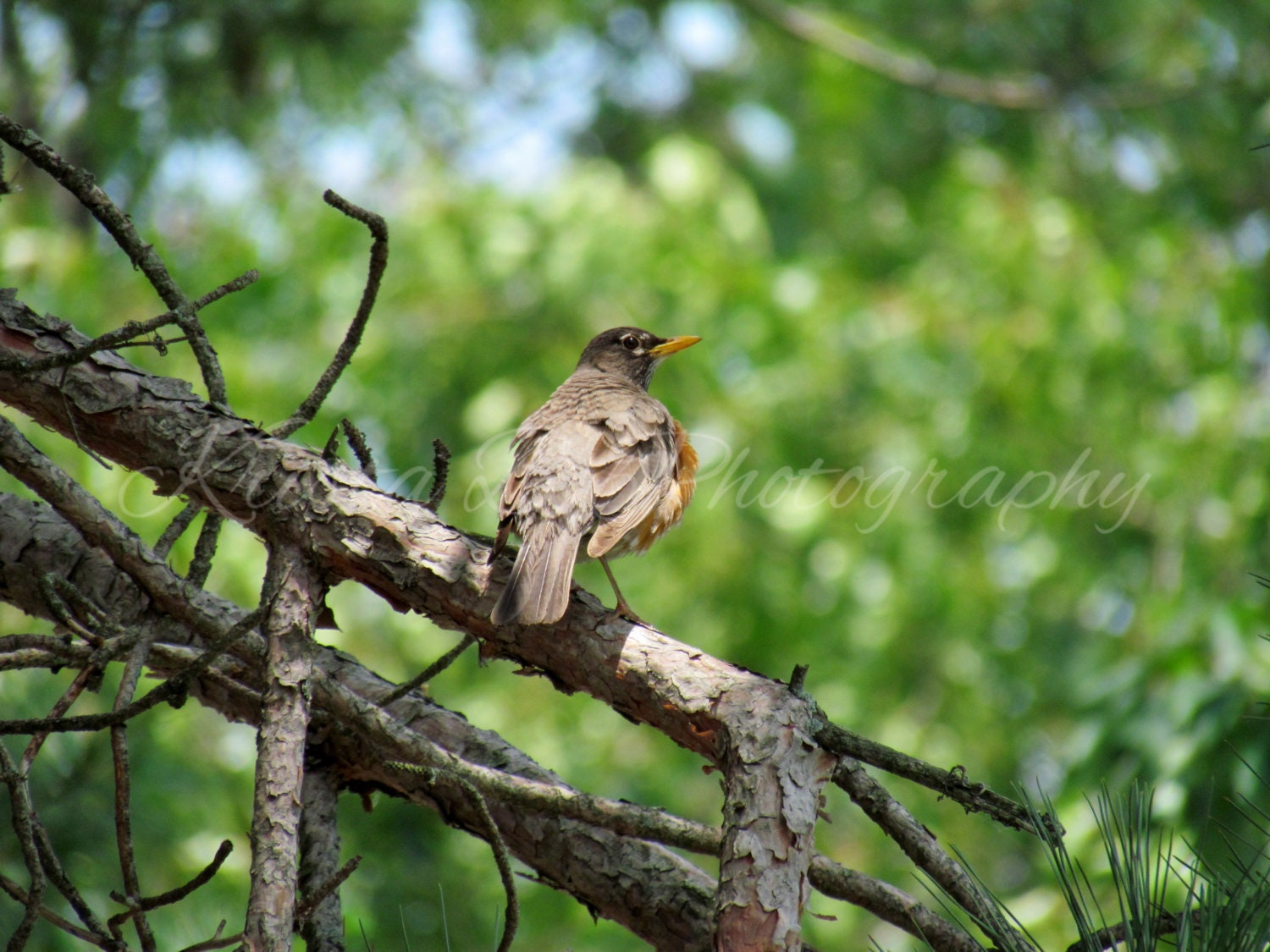 Digital Download, Bird Photography, Nature Photography, Printable Art ...