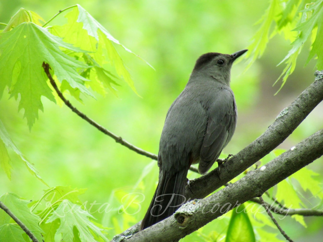 Digital Download, Bird Photography, Nature Photography, Printable Art ...