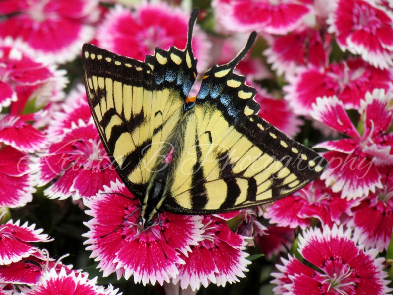 Digital Download, Nature Photography, Printable Art, Digital Photograph ...