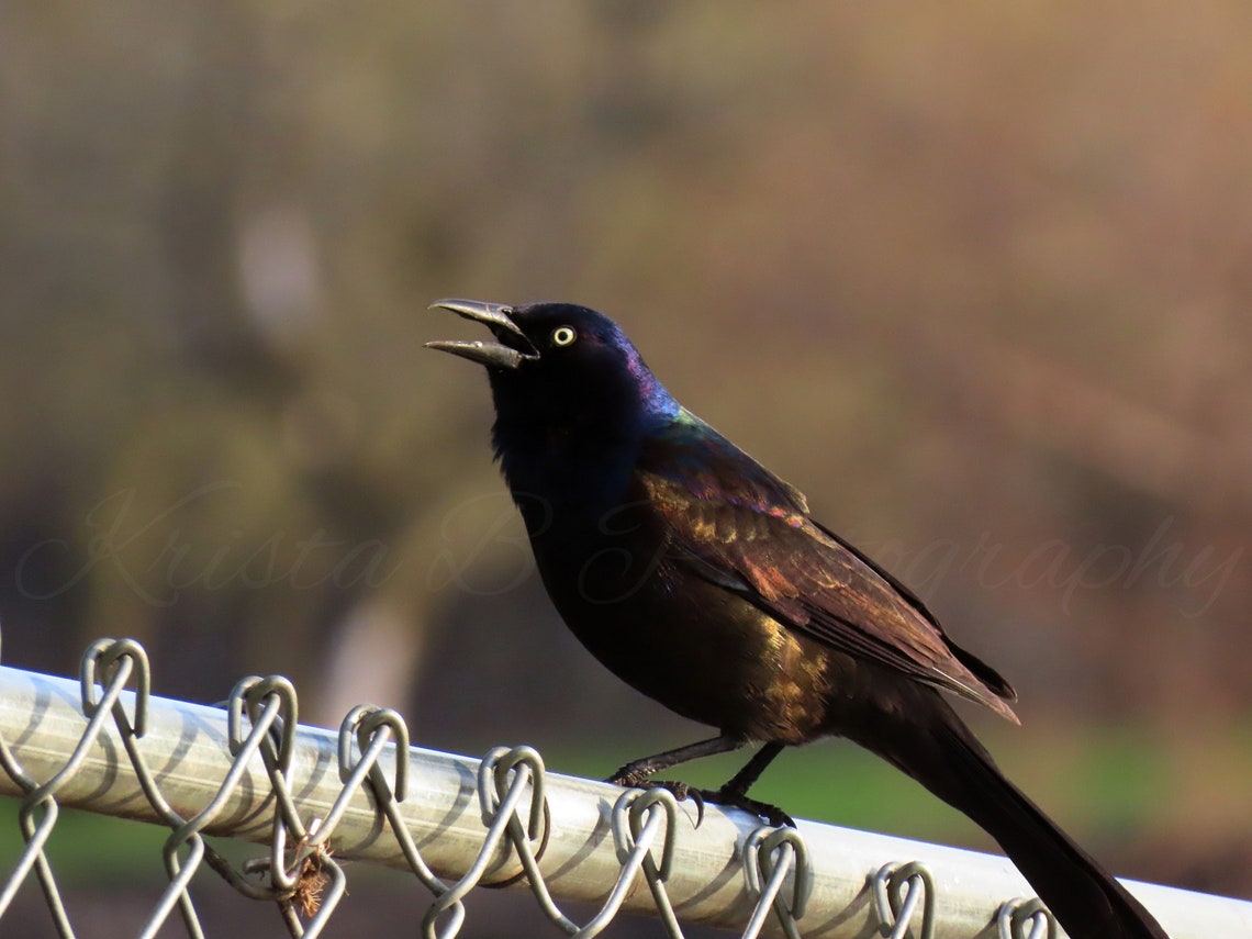 Digital Download, Bird Photography, Nature Photography, Print Art ...