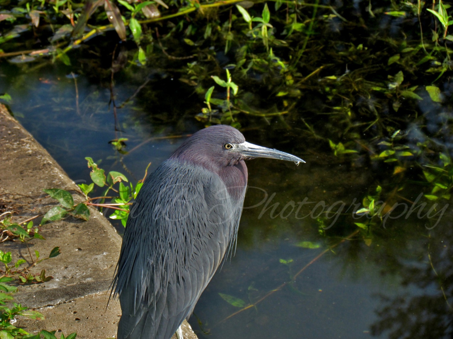 Digital Download, Bird Photography, Nature Photography, Print Art ...