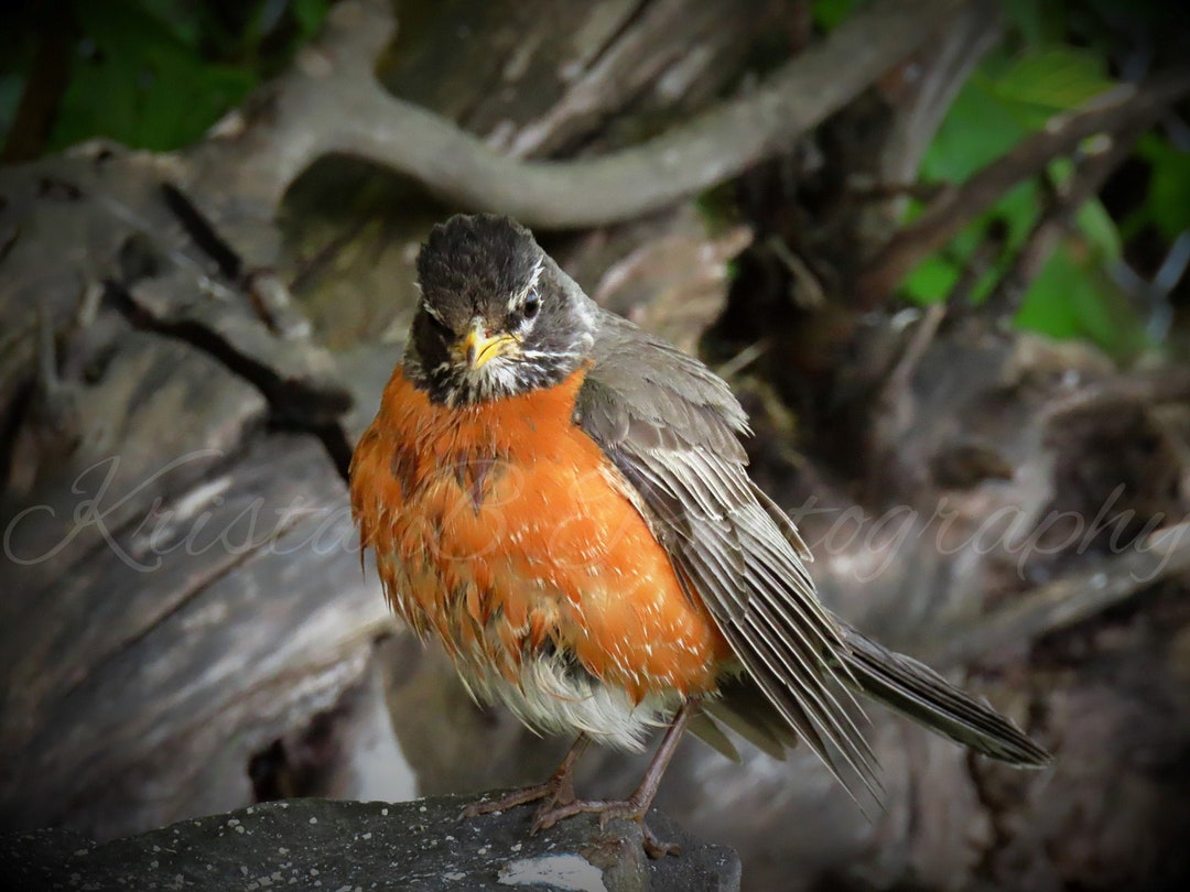 Digital Download, Bird Photography, Nature Photography, Print Art ...