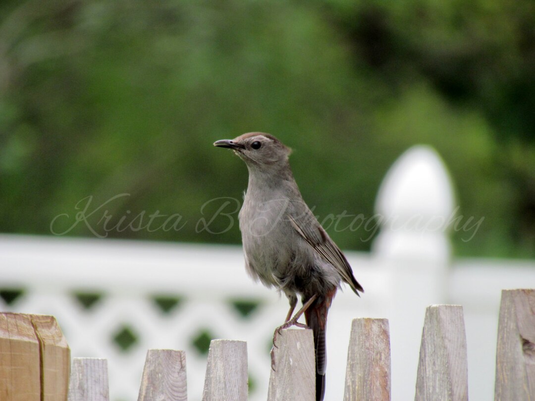 Digital Download, Bird Photography, Nature Photography, Printable Art ...