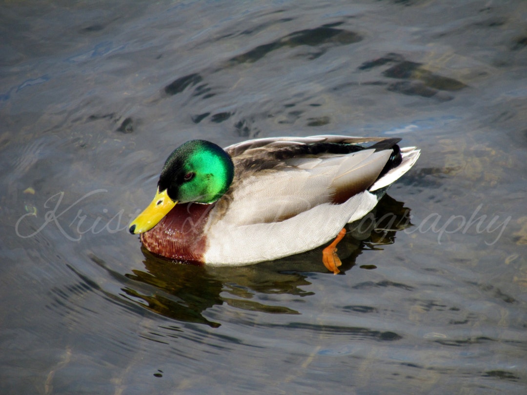 Digital Download, Bird Photography, Nature Photography, Print Art ...