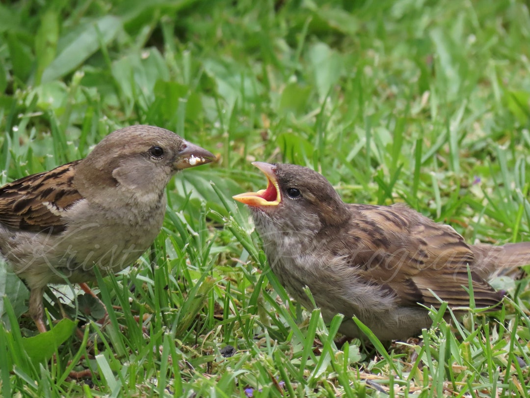 Digital Download, Bird Photography, Nature Photography, Print Art ...