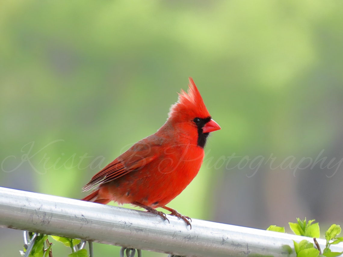 Digital Download, Bird Photography, Nature Photography, Print Art ...