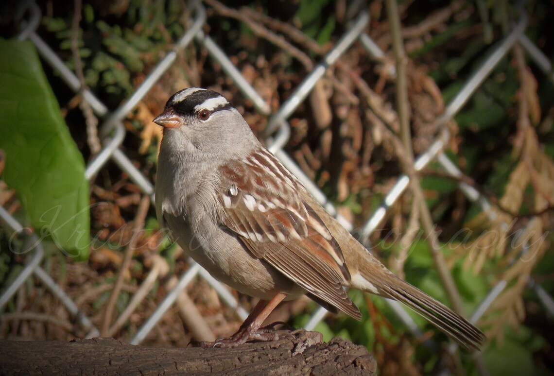 Digital Download, Bird Photography, Nature Photography, Print Art ...