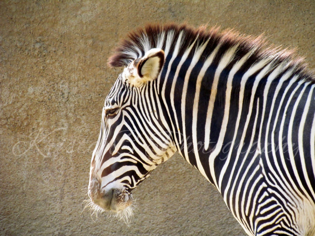 Digital Download, Animal Photography, Nature Photography, Printable Art ...