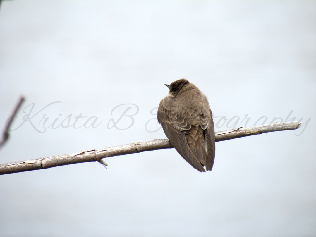 Digital Download, Bird Photography, Nature Photography, Print Art ...