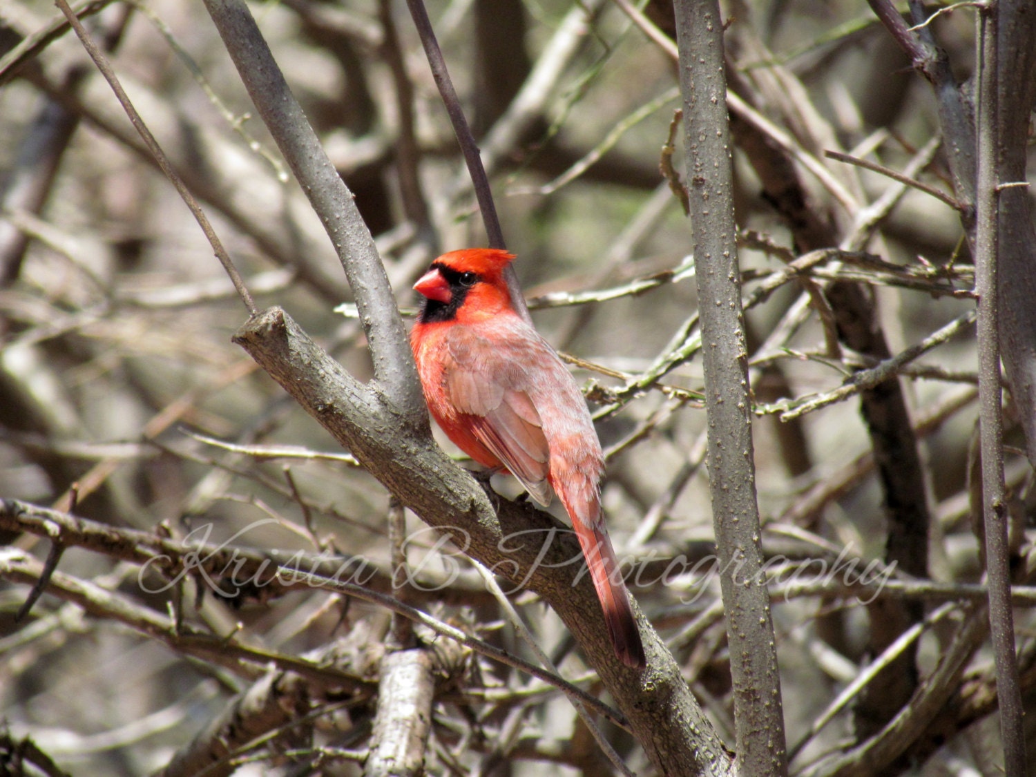 Digital Download, Bird Photography, Nature Photography, Printable Art ...