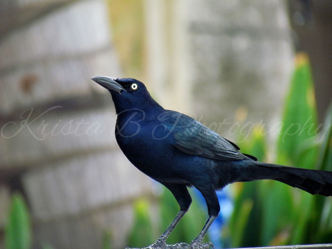Digital Download, Bird Photography, Nature Photography, Print Art ...