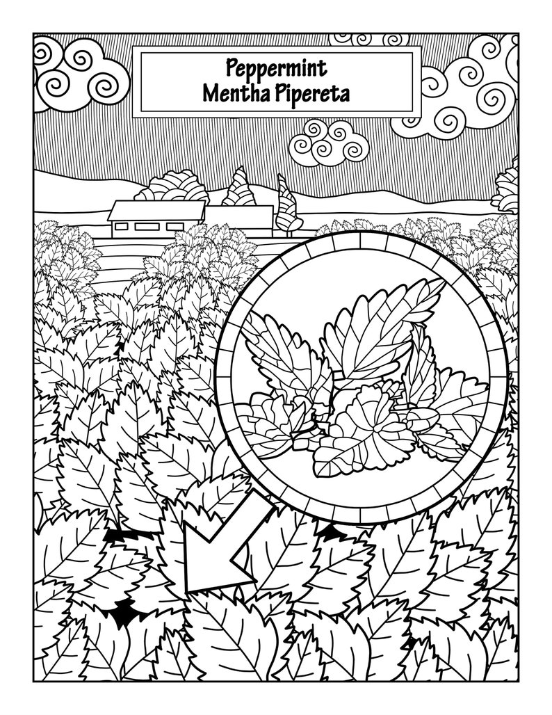 22 COLORING PAGES Peppermint Essential Oil Adult Coloring Book ...