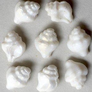 NEW BEAD! Conch Shell Bead - Czech Glass Shell Beads - 15mm X 12mm ...