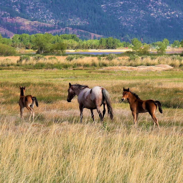 Horse and Colt - Etsy