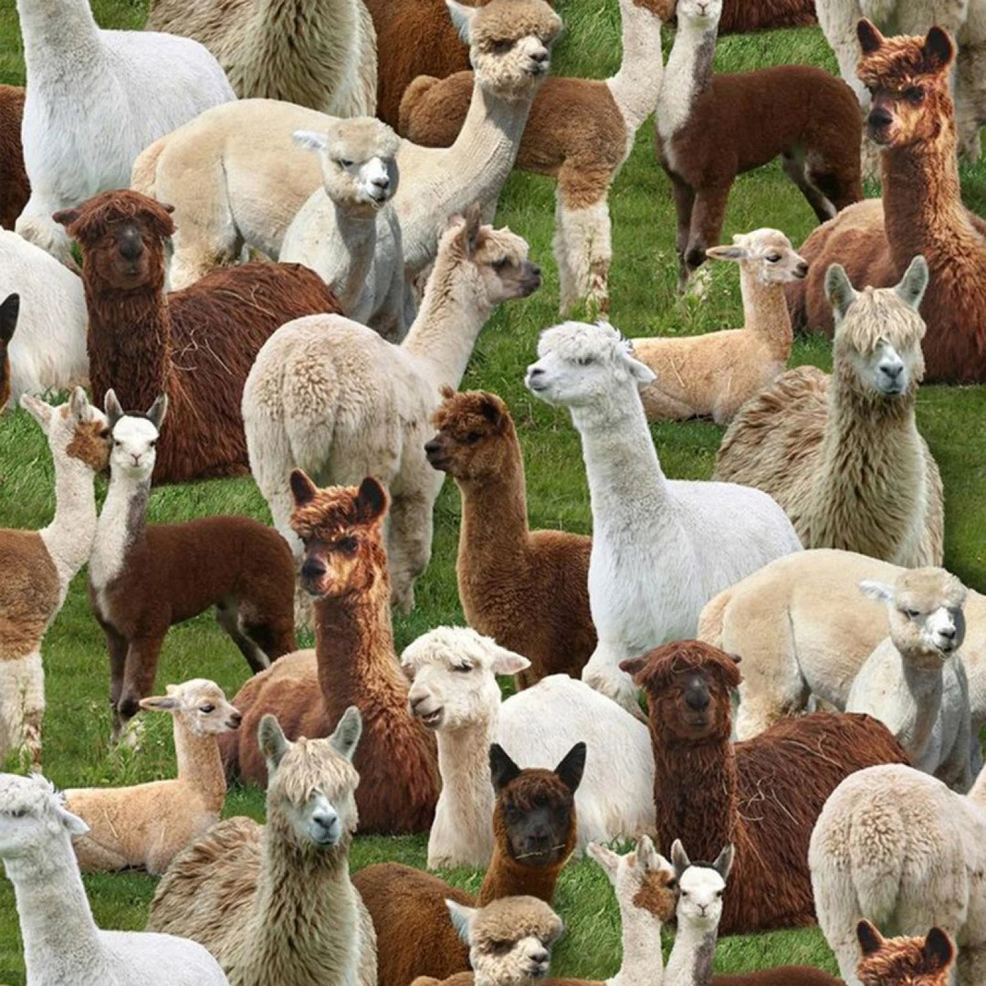 Alpaca Fabric Farm Animals Alpaca in Multi Premium Quality 100% Cotton ...