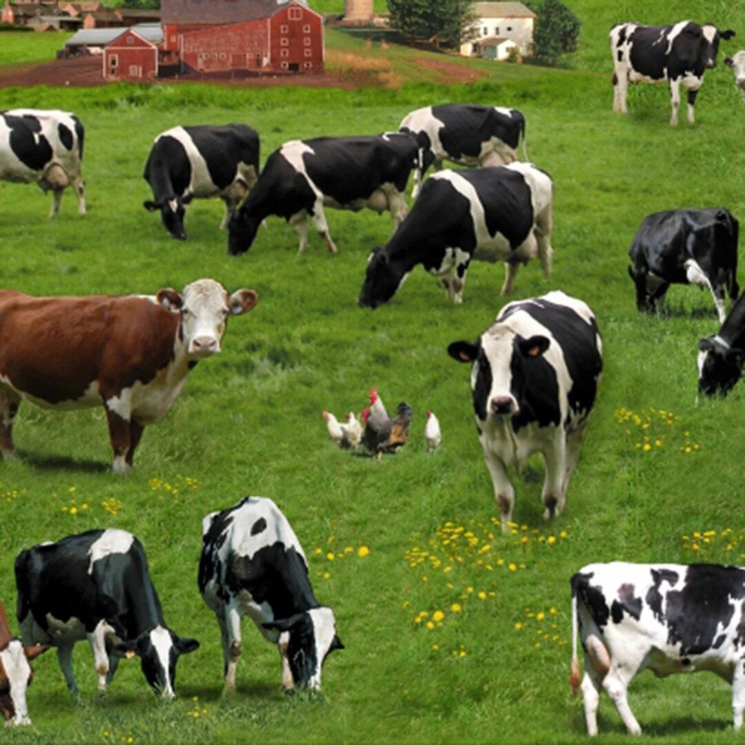 Cows Fabric Farm Animals Cattle Cows in Multi Premium Quality 100% ...