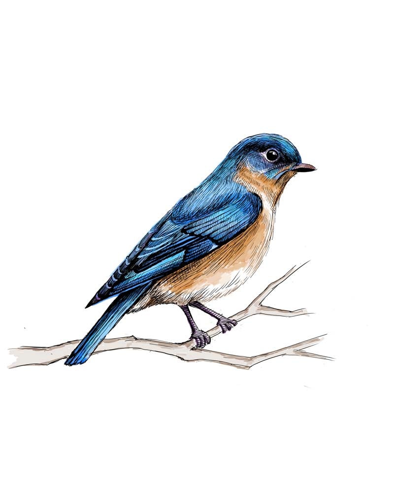 Bird Printable Art, Instant Download, Bluebird, Nature Wall Art, Bird ...