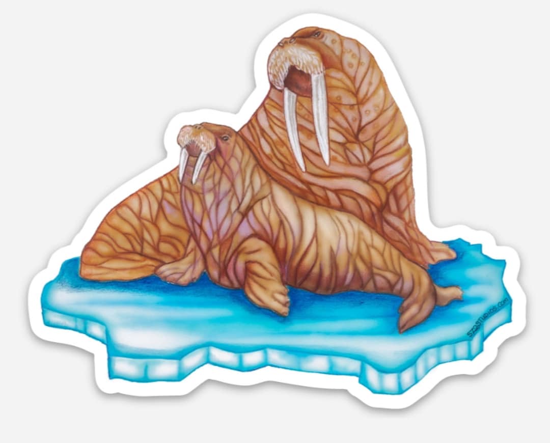 Walrus Sticker or Decal - Etsy