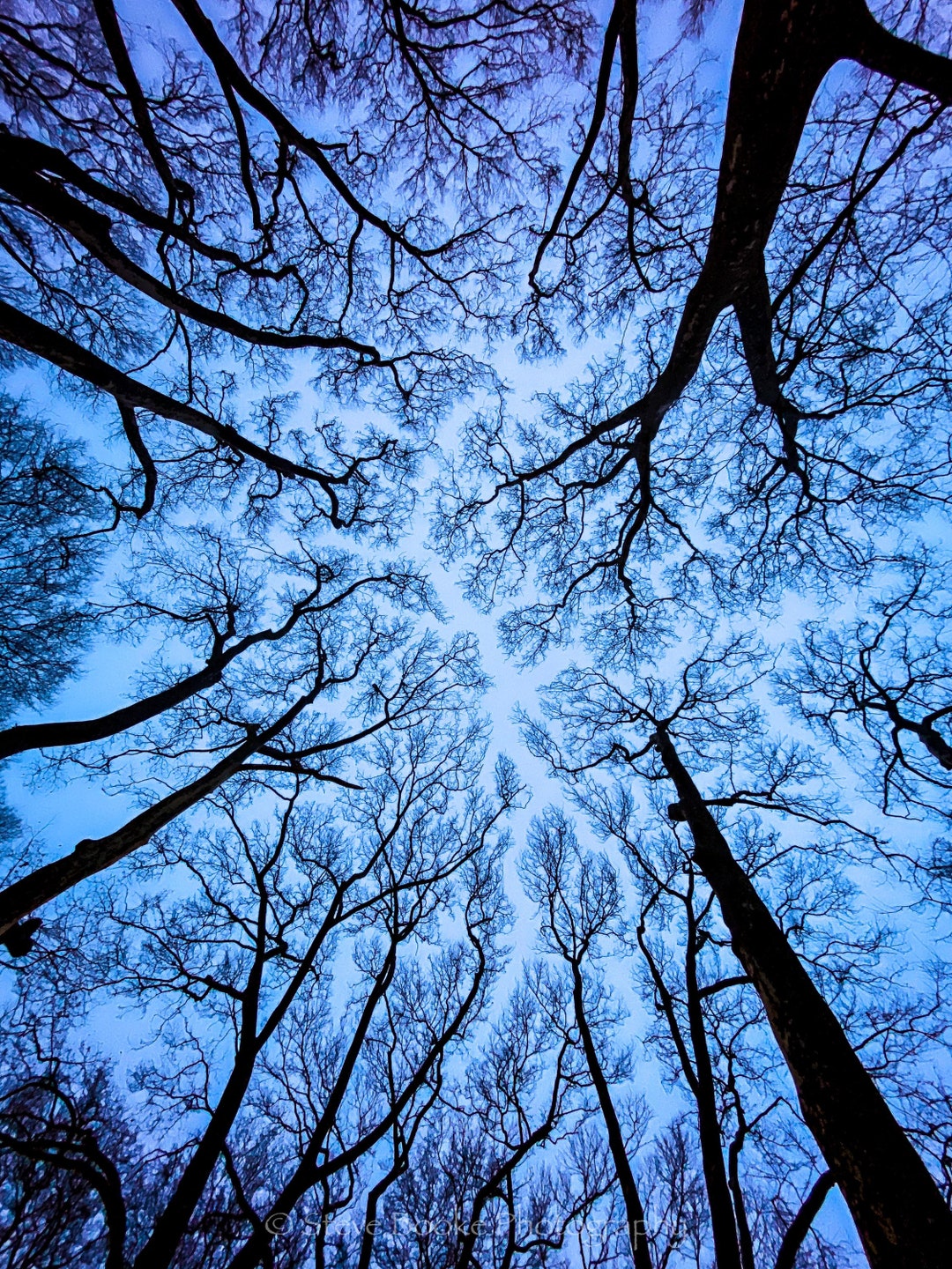 Negative Space, Nature, Tree Photo, Forest Photo, Fine Art Nature ...