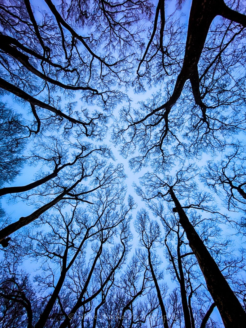 Negative Space, Nature, Tree Photo, Forest Photo, Fine Art Nature ...