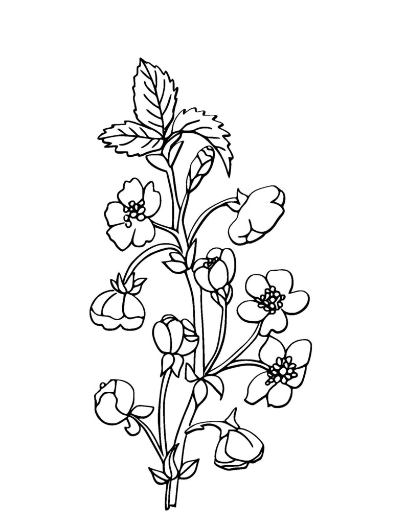 50 Printable Adult Coloring Pages Botanical Floral Sketches - Etsy