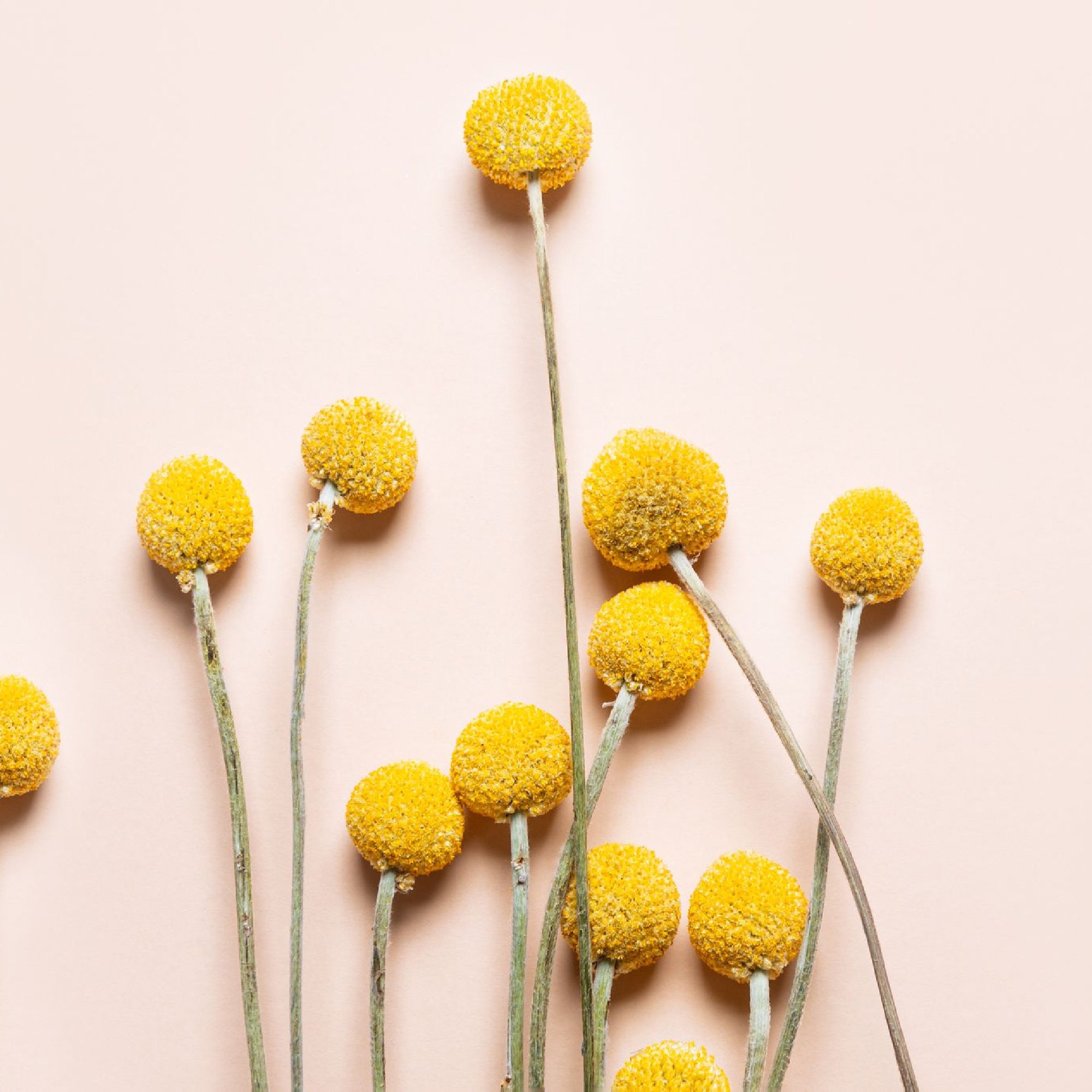 Billy Buttons pycnosorus Globosus - Etsy Australia