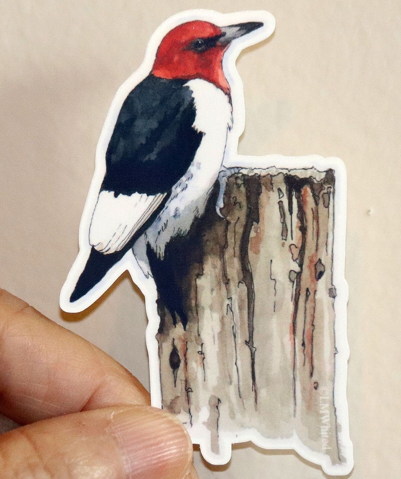 Red-headed Woodpecker Male Vinyl Sticker - Etsy